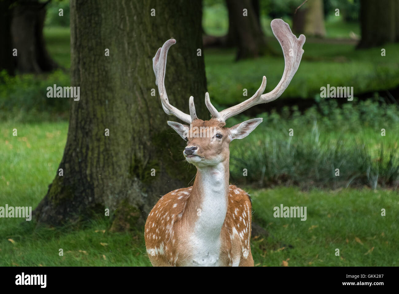 Dark fallow deer dama dama hi-res stock photography and images - Alamy