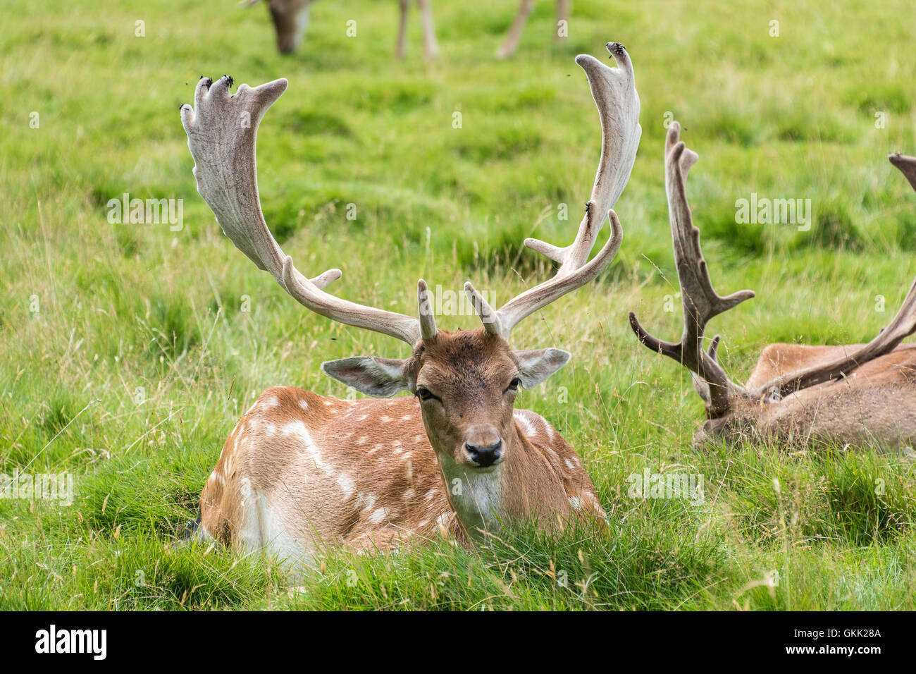 Fallow Deer laying in grass Stock Photo - Alamy