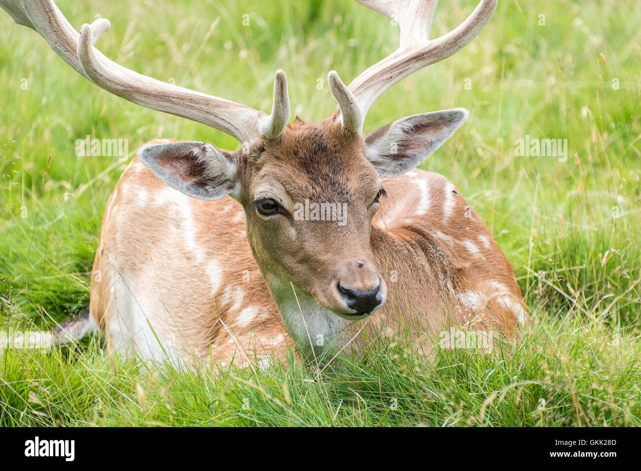 Fallow Deer laying in grass Stock Photo - Alamy