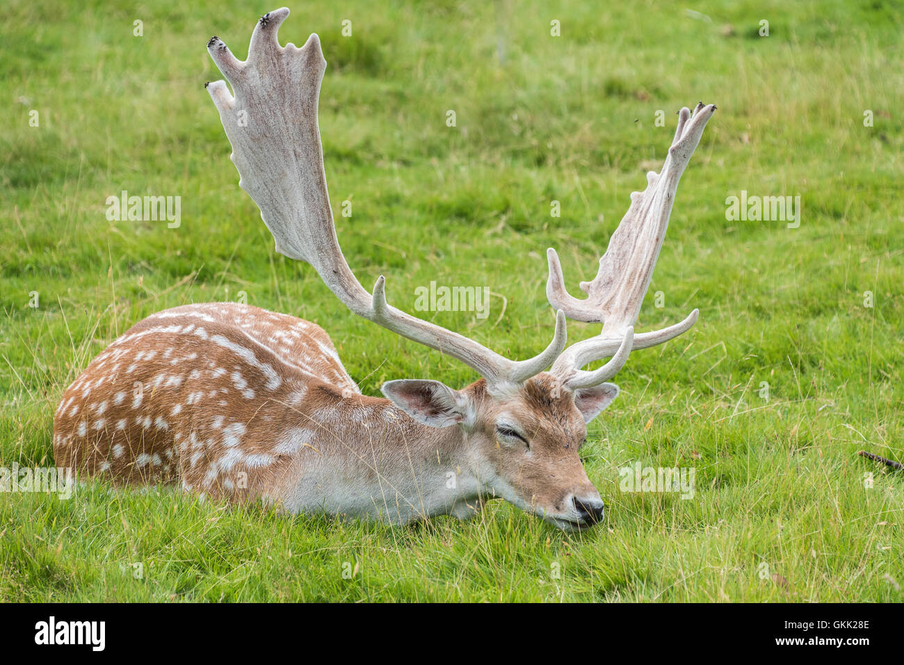 Sleeping deer hi-res stock photography and images - Alamy