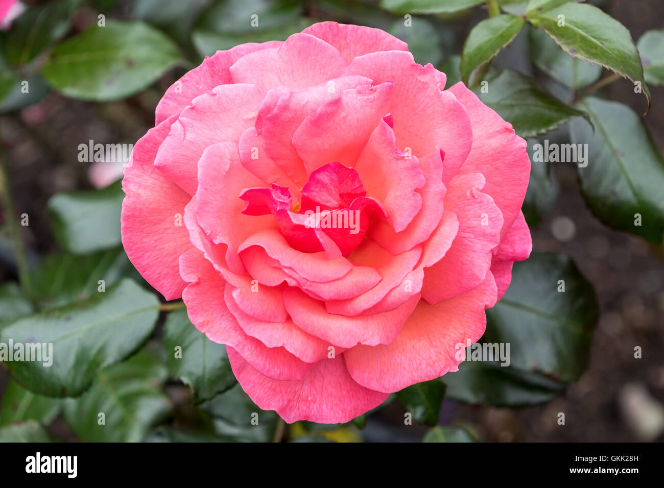 Pink rose growing on a bush Stock Photo - Alamy