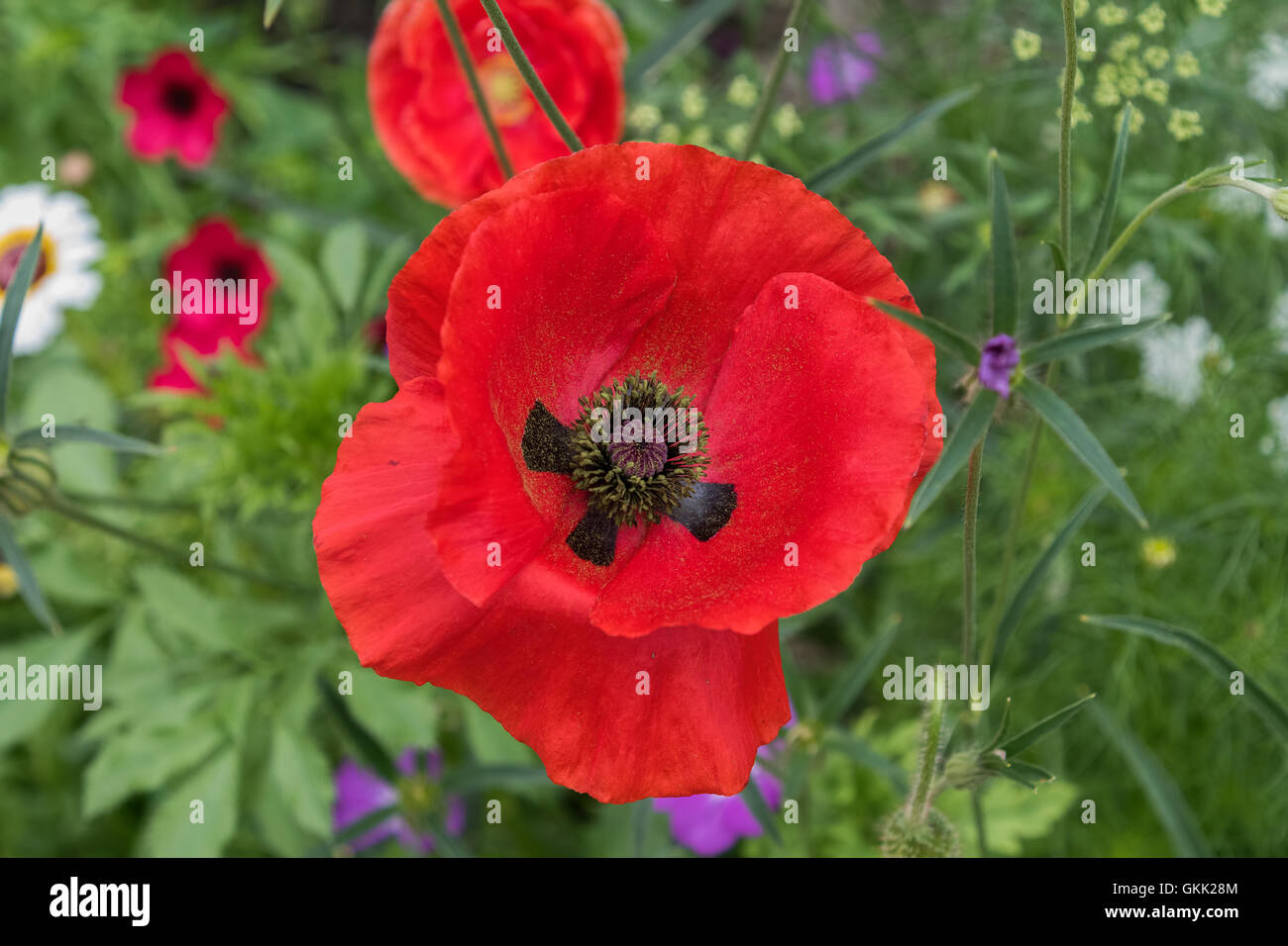 Open Red Poppy Head Stock Photo - Alamy