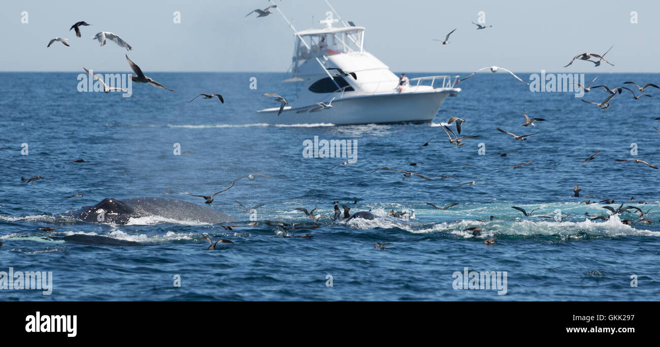 A photograph of a humpback whale feeding off the coast of Provincetown ...
