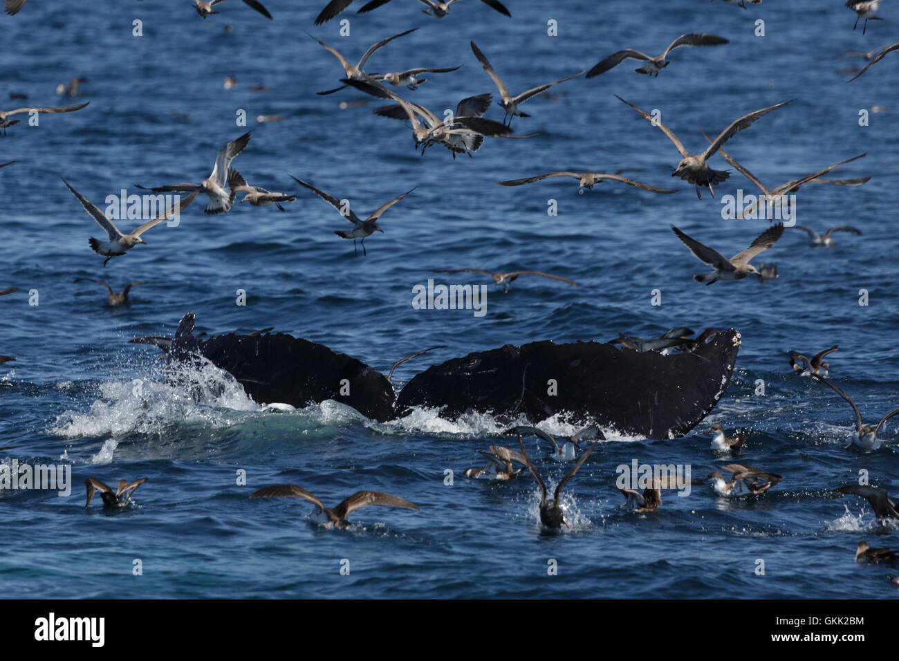 Humpback whale tail birds hi-res stock photography and images - Alamy