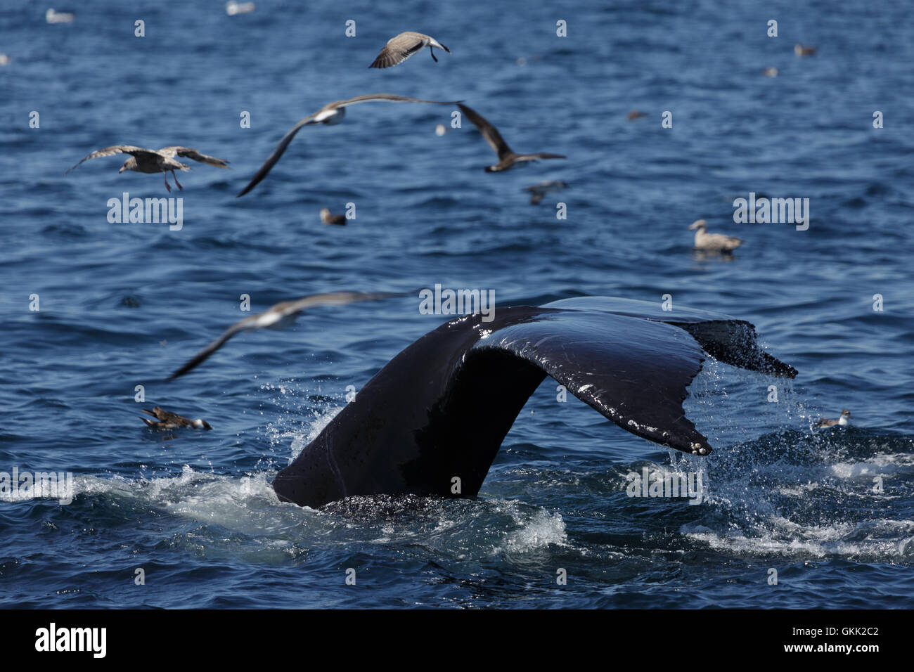 Humpback whale tail birds hi-res stock photography and images - Alamy