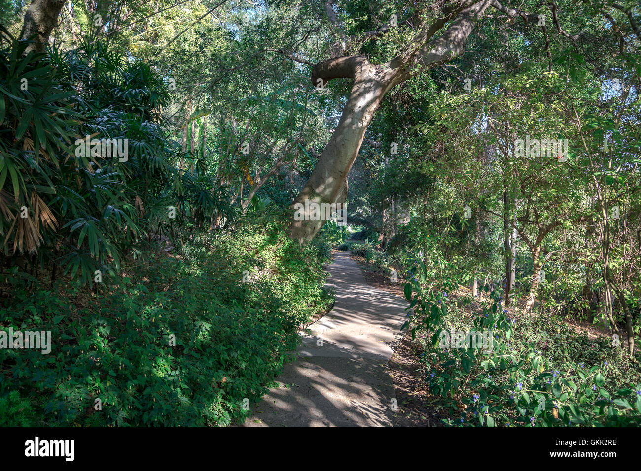 Jungle path hi-res stock photography and images - Alamy