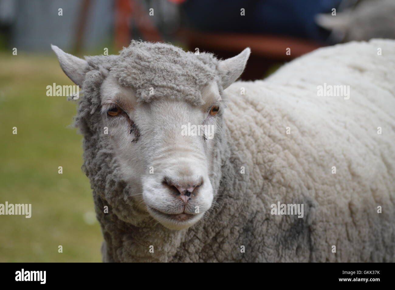 Sheep falkland islands hi-res stock photography and images - Alamy