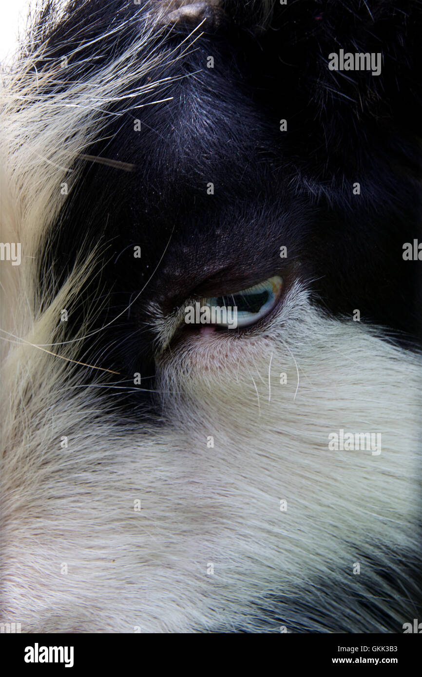 Goat eye pupil hi-res stock photography and images - Alamy