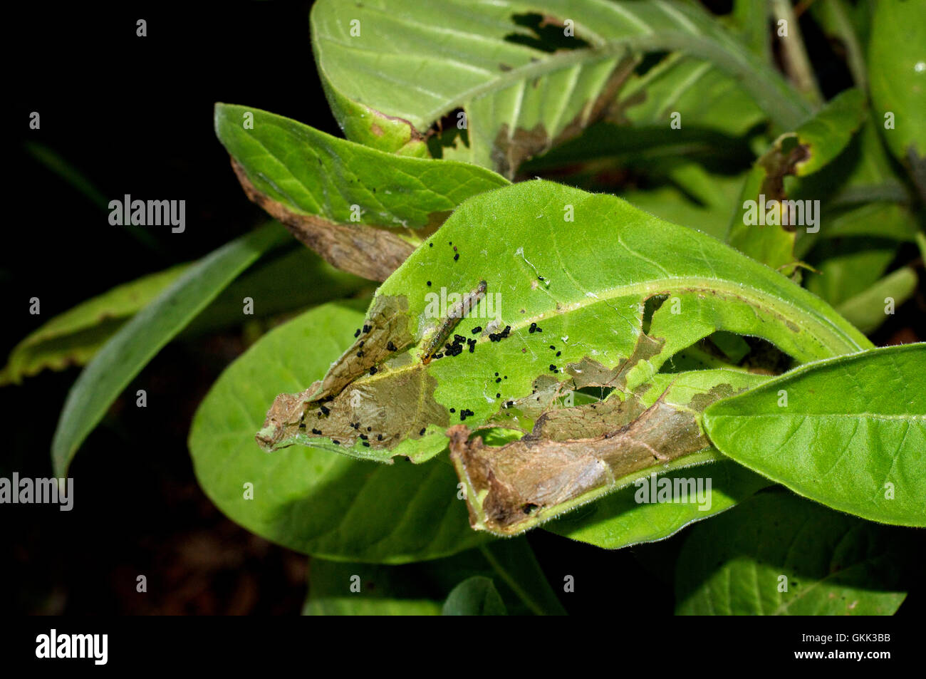 Destruction by insects hi-res stock photography and images - Alamy