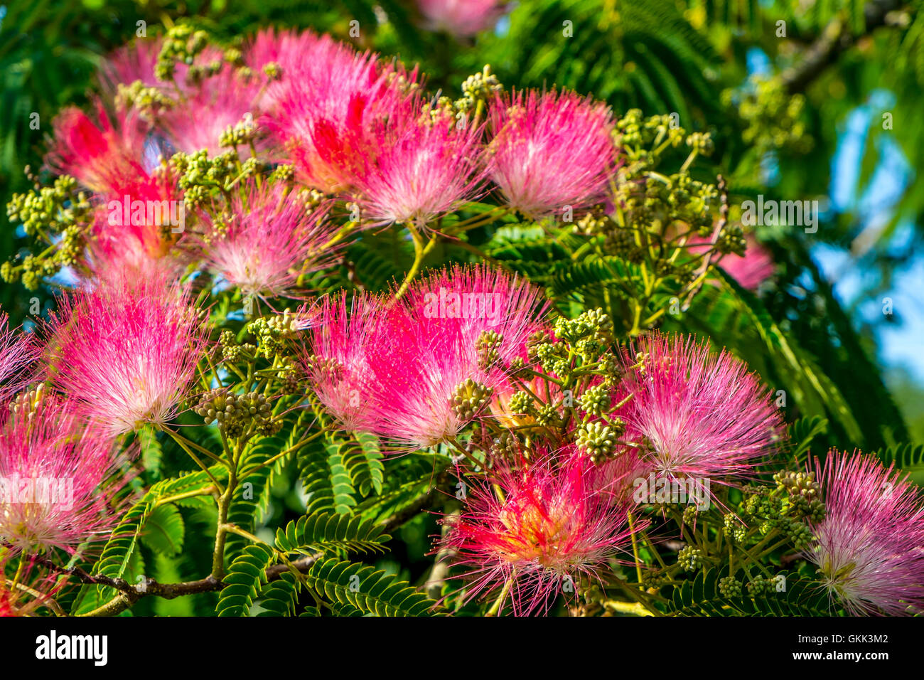 Ornamental Silk Tree in full flower - France Stock Photo - Alamy