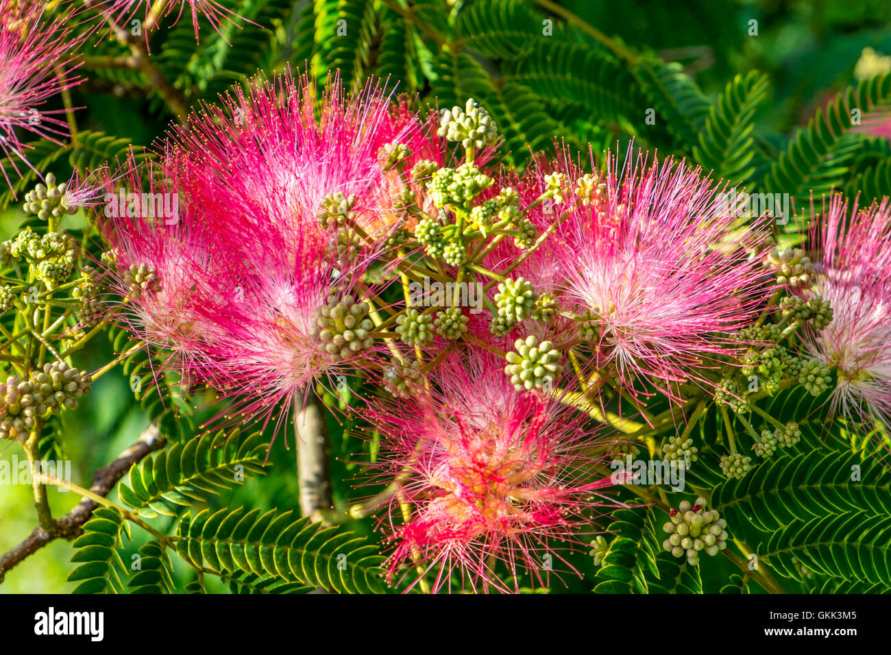 Ornamental Silk Tree in full flower - France Stock Photo - Alamy
