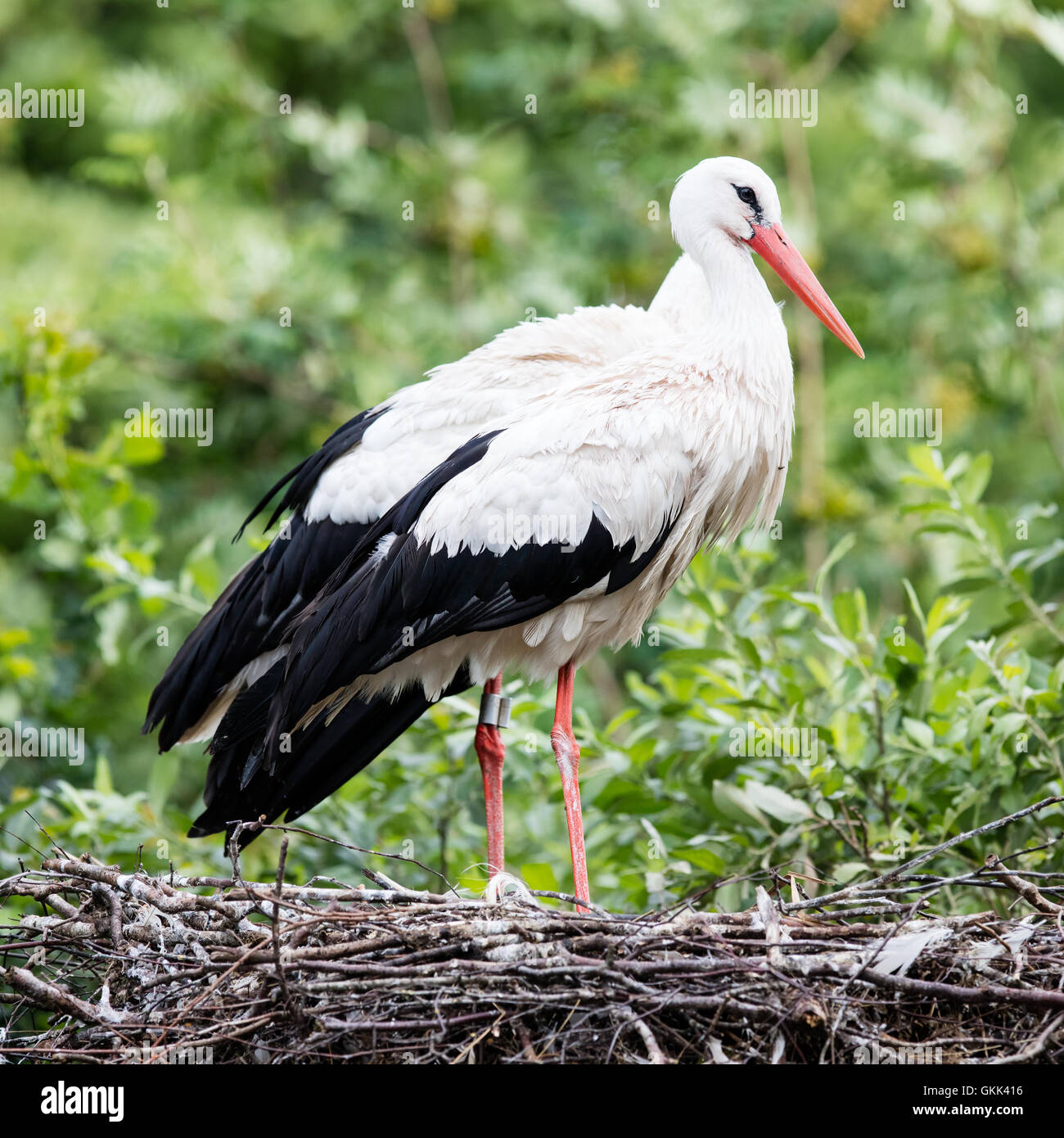 Two adult storks in a big nest Stock Photo - Alamy