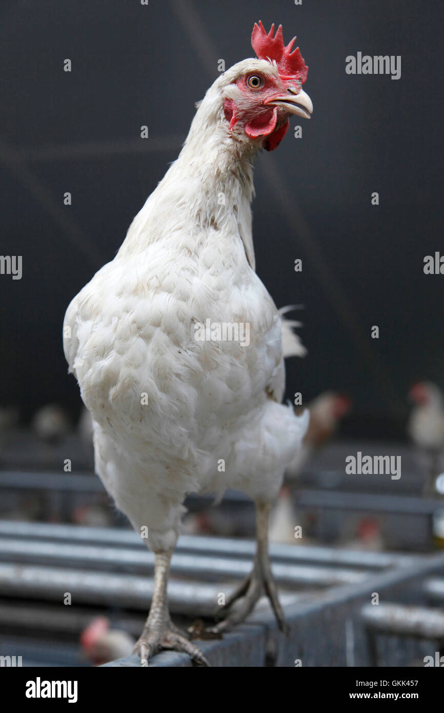chicken proudly parading in chicken barn Stock Photo - Alamy