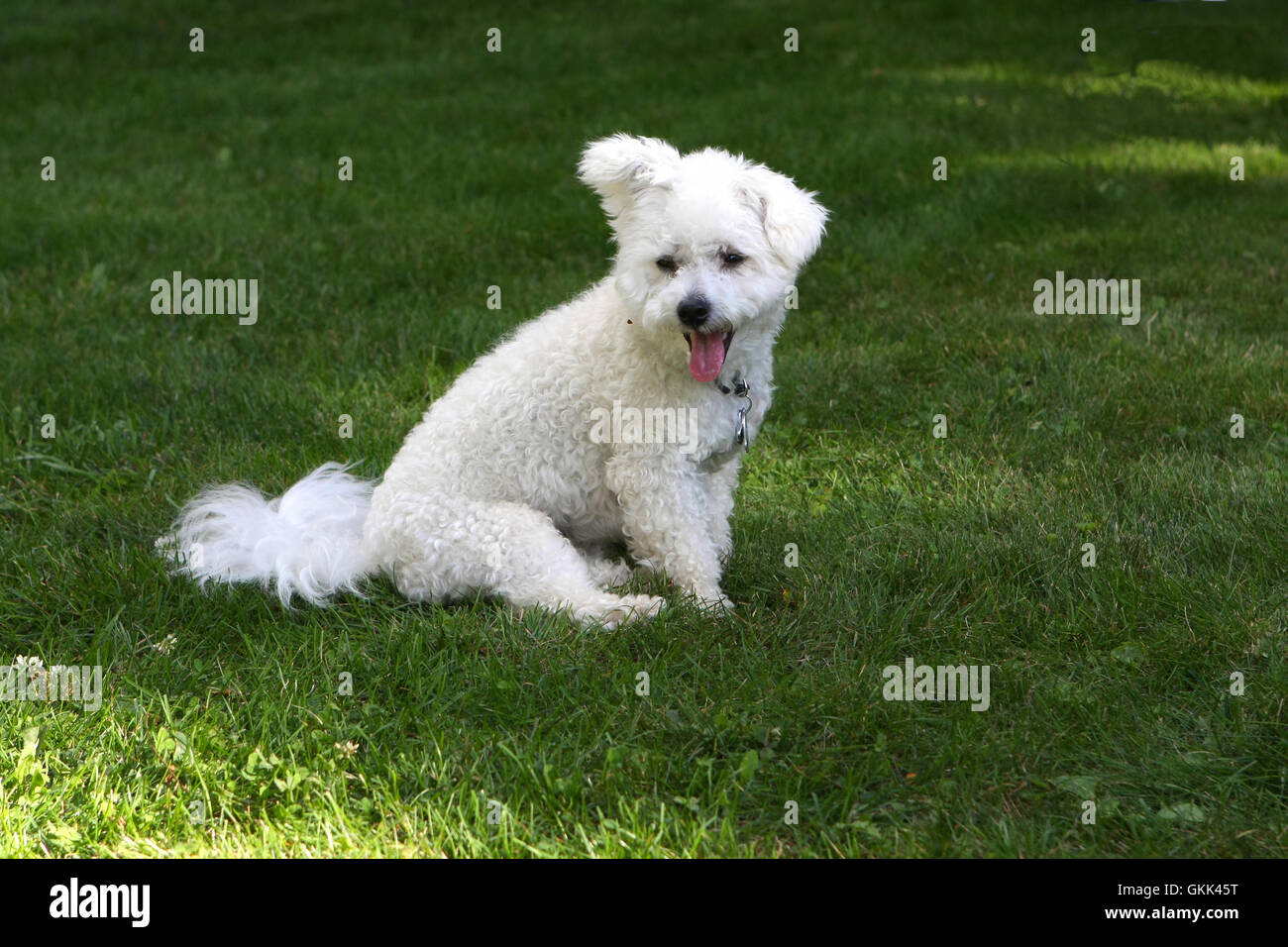 Bichon frise dog portrait tongue hi-res stock photography and images ...