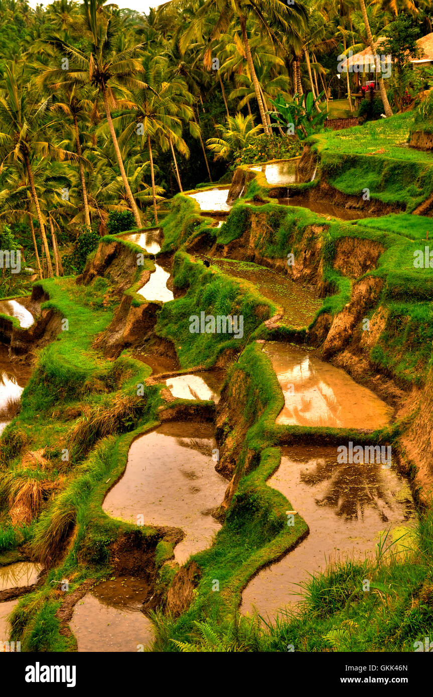 balinese rice terrace Stock Photo - Alamy