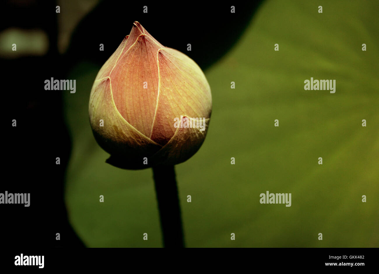 Lotus Bud flower Stock Photo - Alamy
