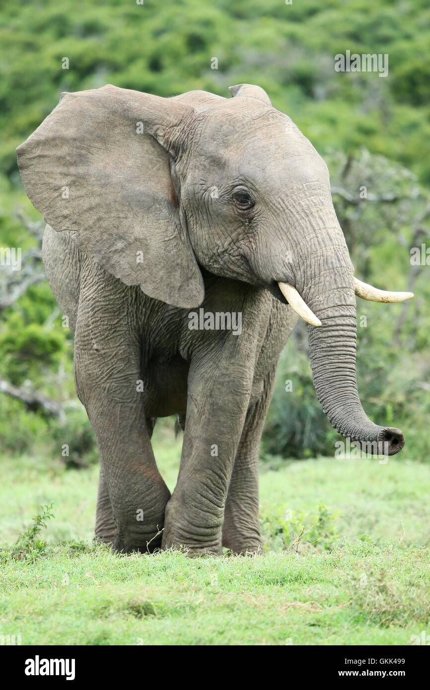 African Elephant Smelling Stock Photo - Alamy