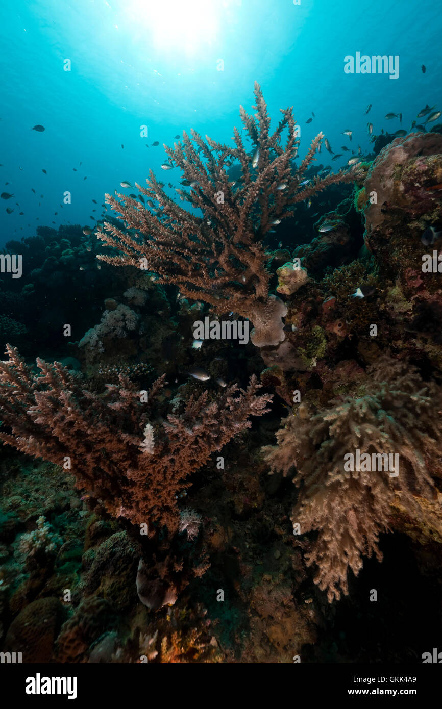 Coral reef and fish in the Red Sea Stock Photo - Alamy