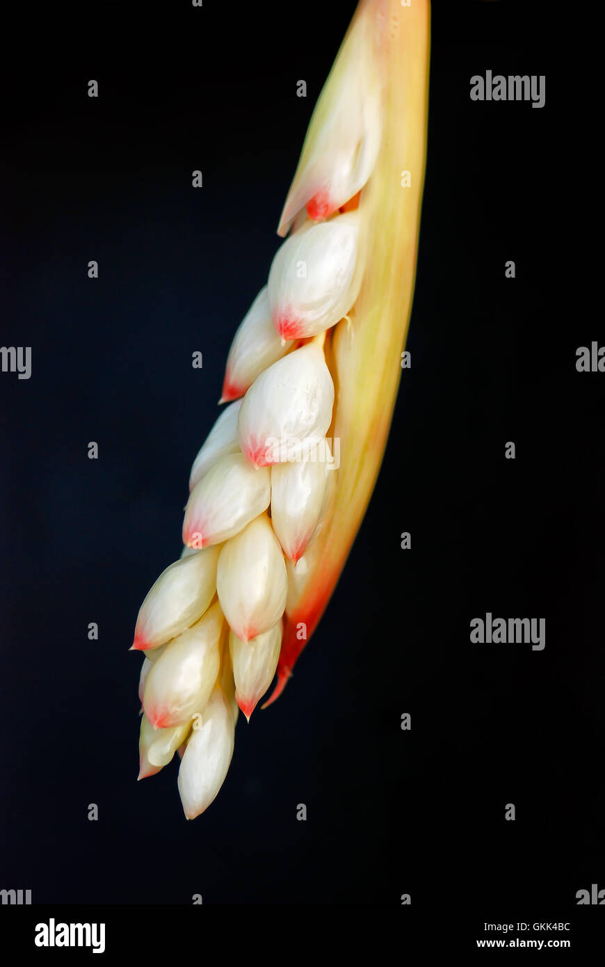 Variegated Shell Ginger Stock Photo - Alamy