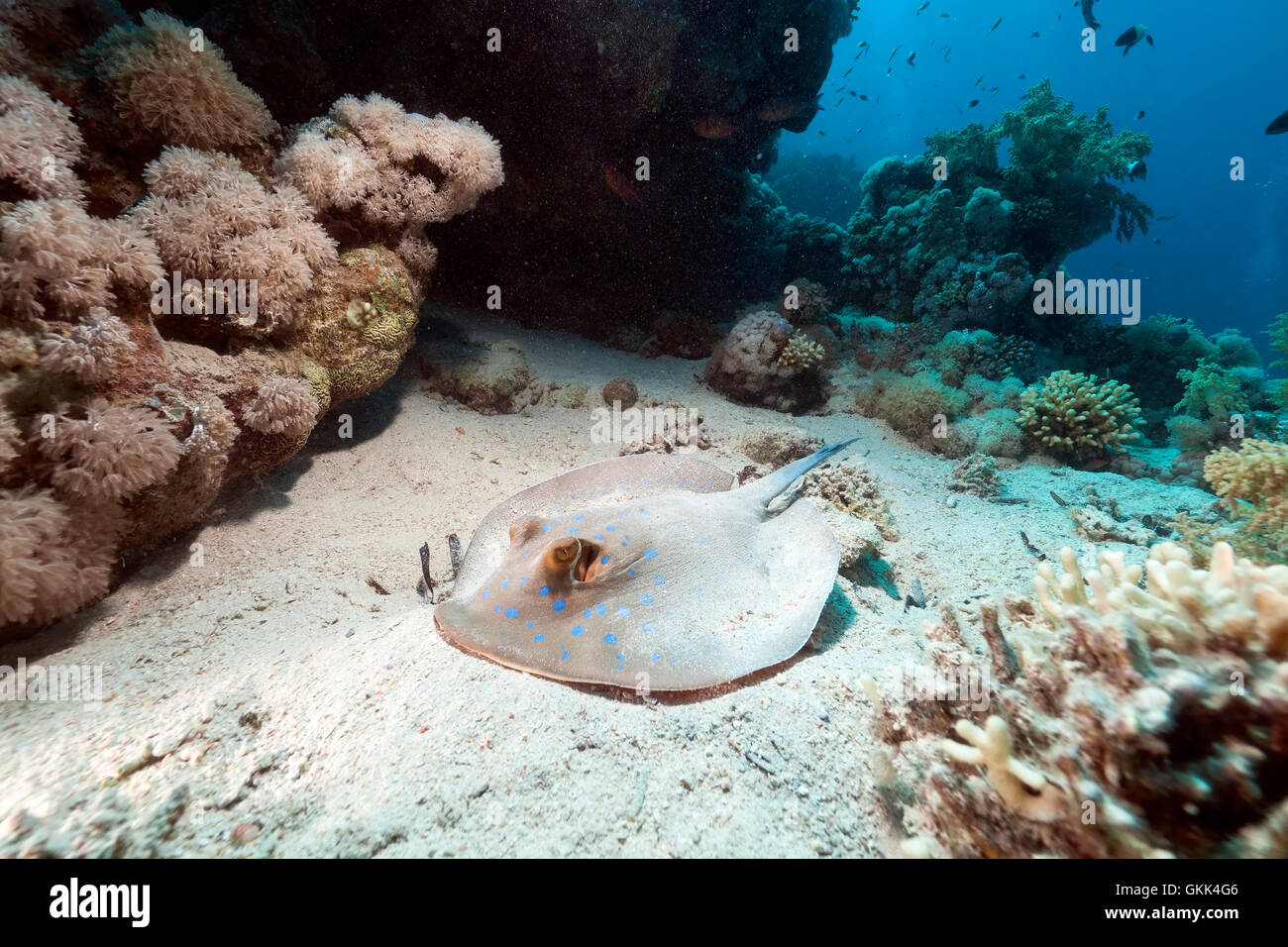 Stingray with ocean plants hi-res stock photography and images - Alamy