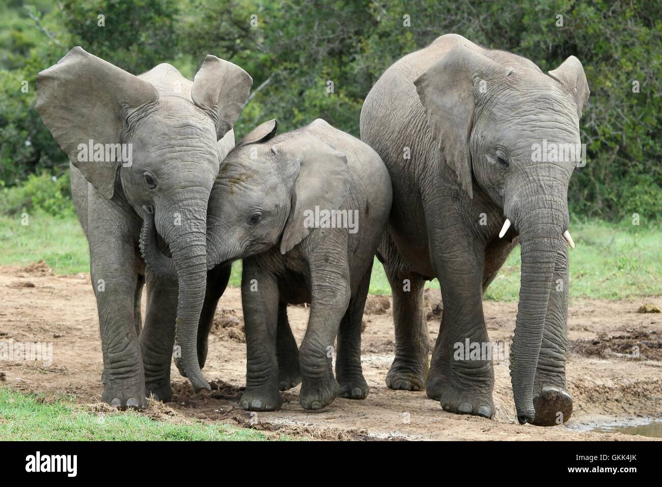 Elephant and friends hi-res stock photography and images - Alamy