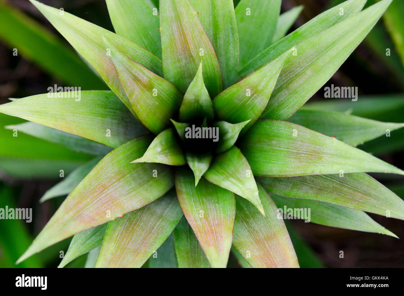 Pinapple tree hi-res stock photography and images - Alamy