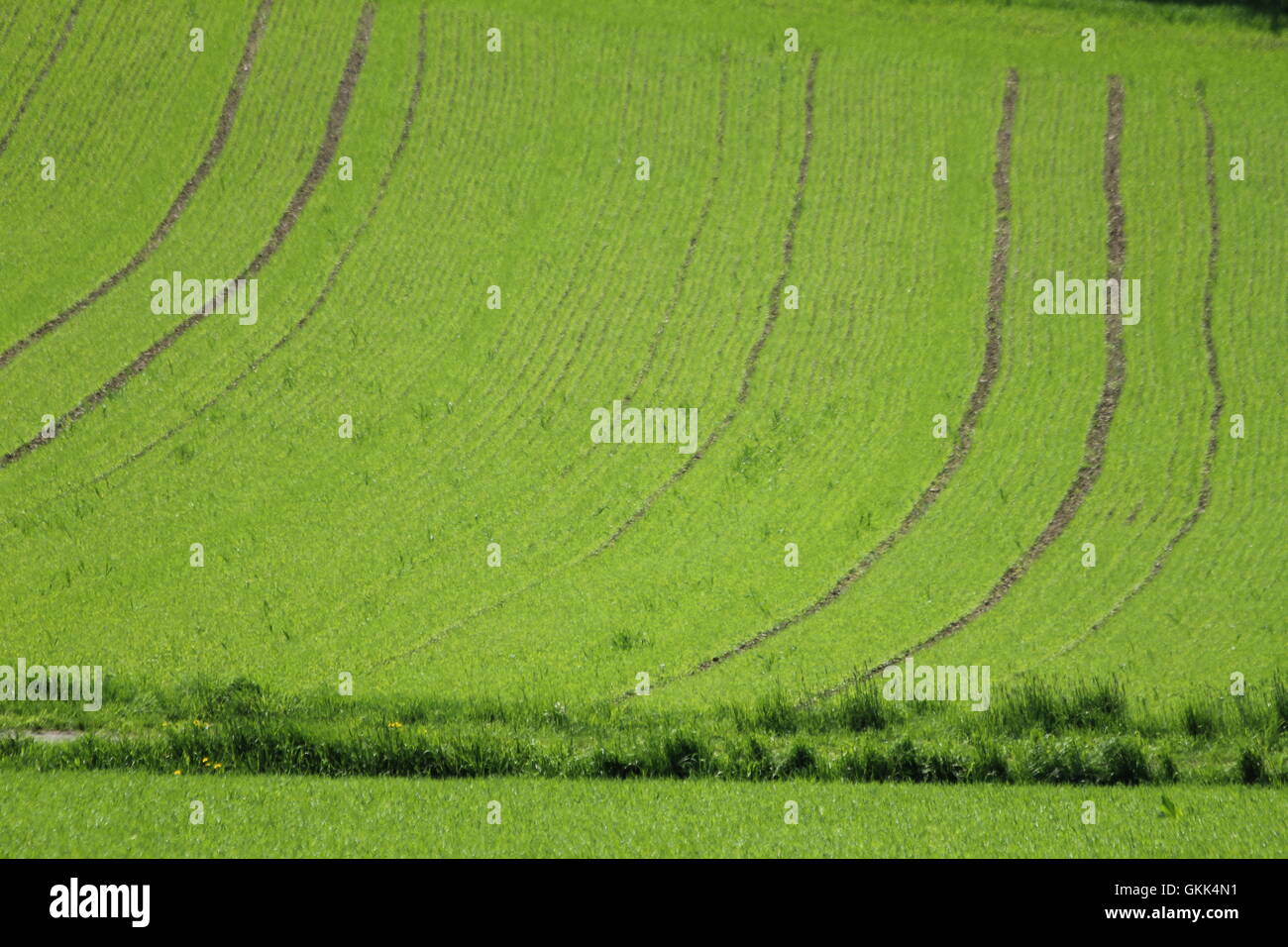 green farming meadow Stock Photo - Alamy