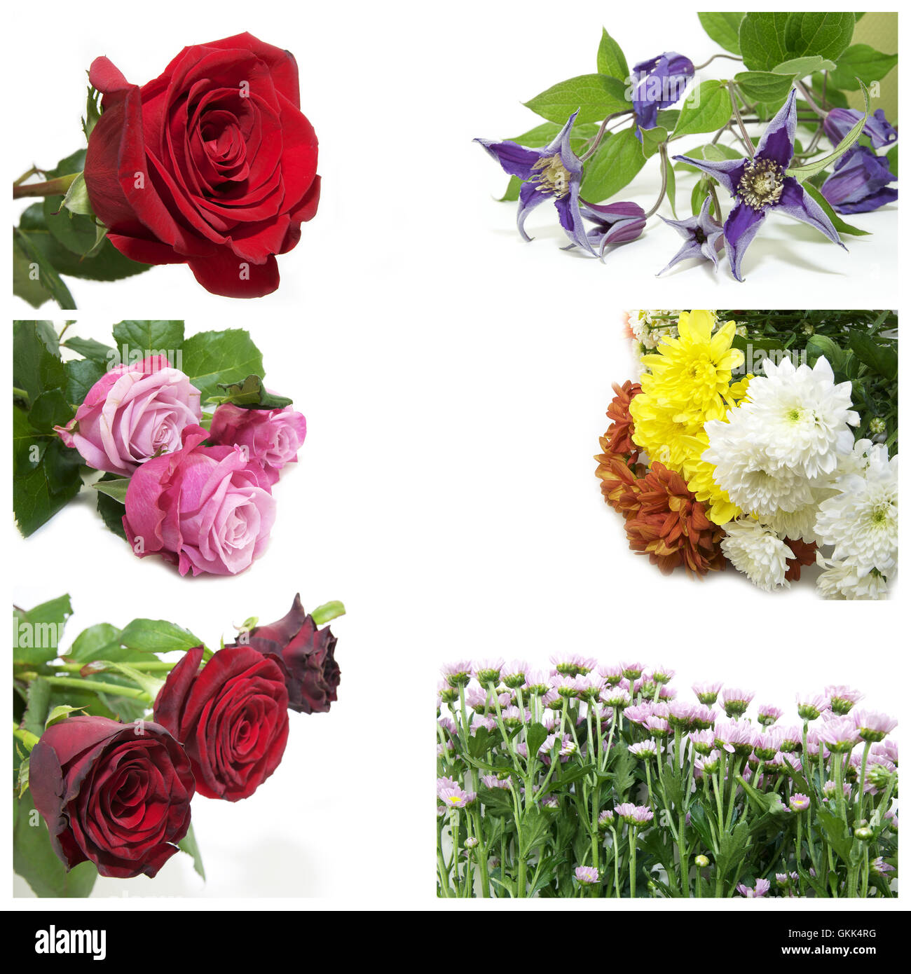 Set photos of flowers Stock Photo - Alamy