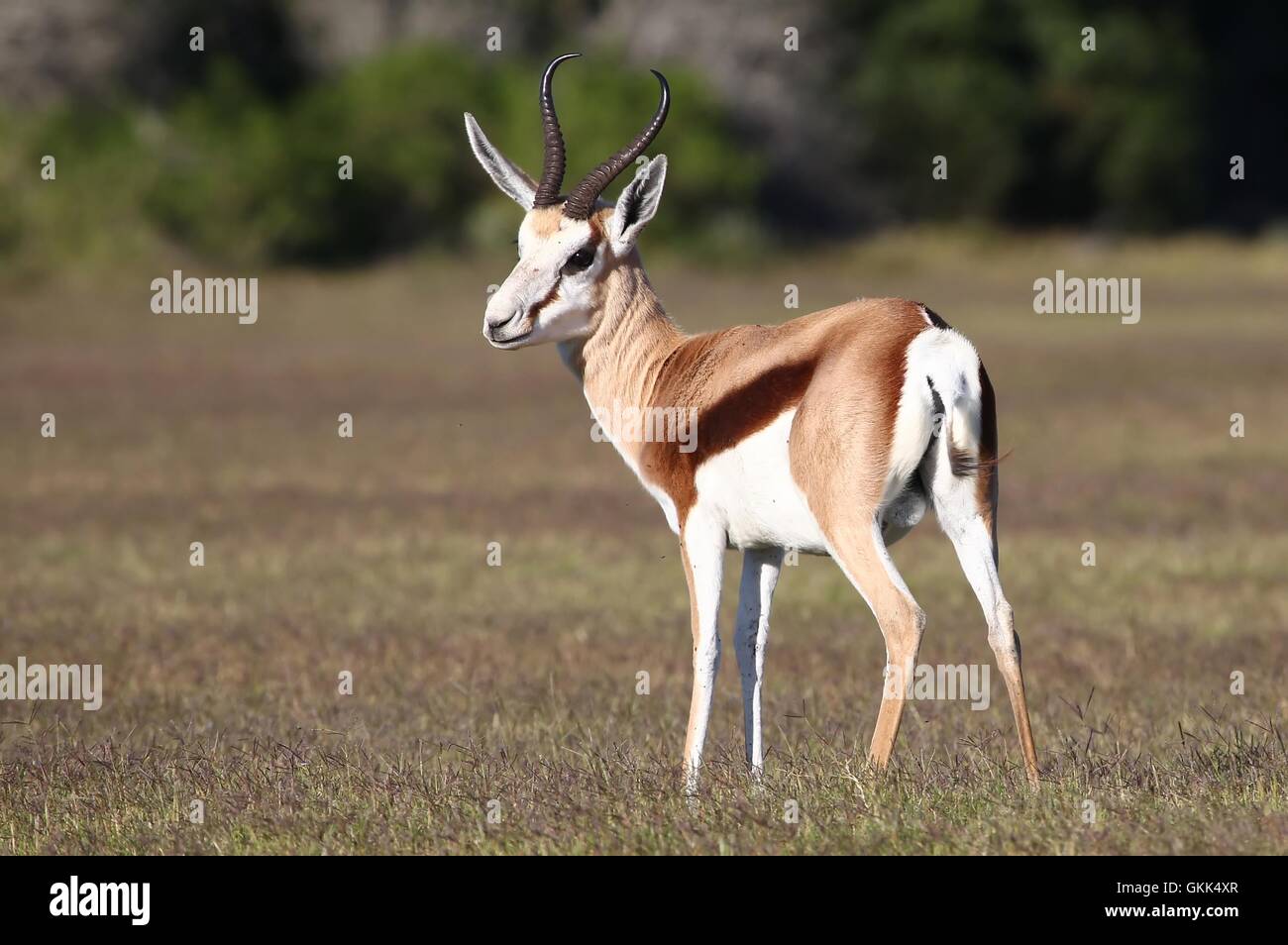 Single springbok hi-res stock photography and images - Alamy