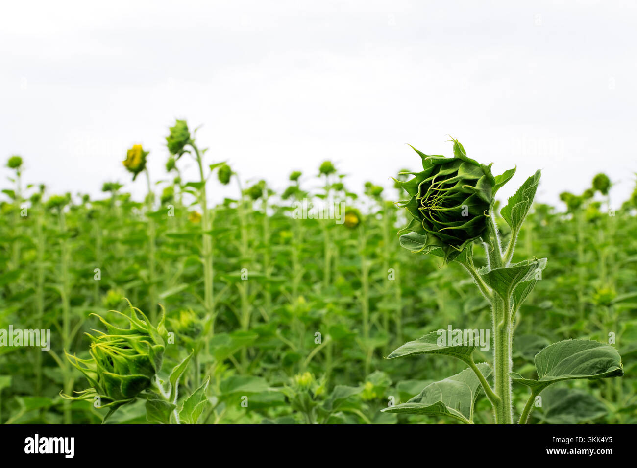 closed sunflower in bad weather and cloudy sky Stock Photo - Alamy