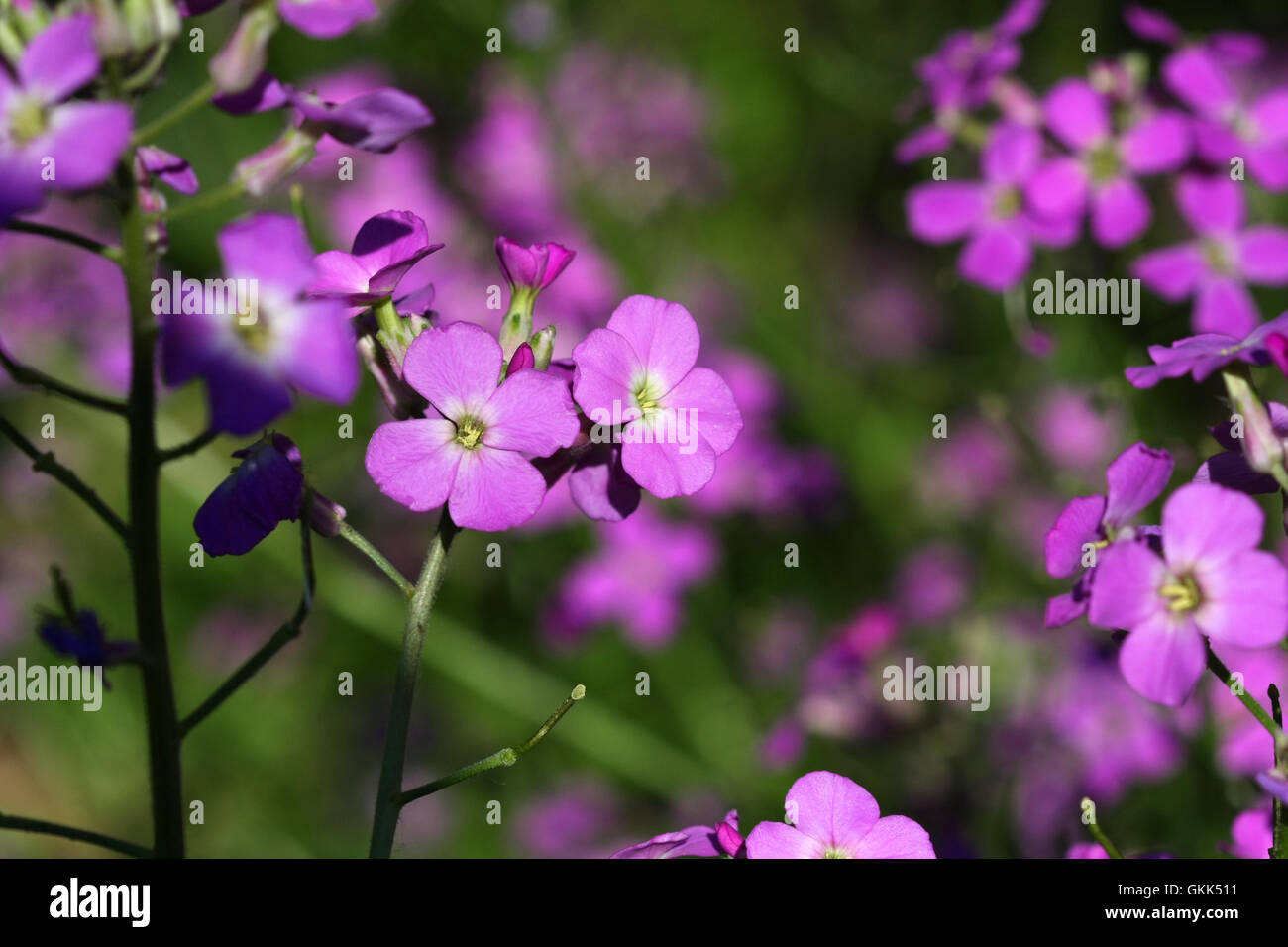 Dames Rocket flower Stock Photo - Alamy