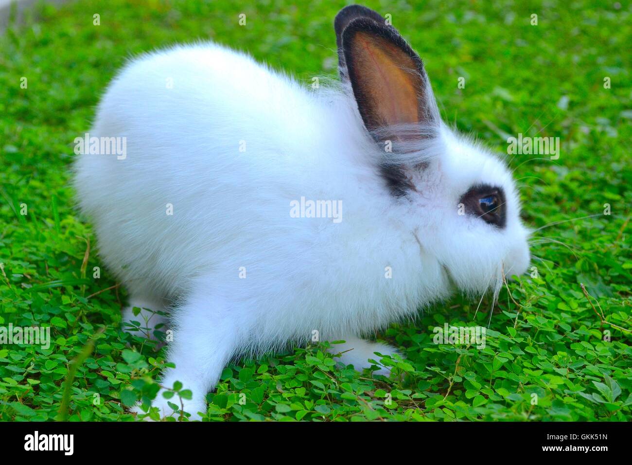 white Rabbit on grass Stock Photo - Alamy