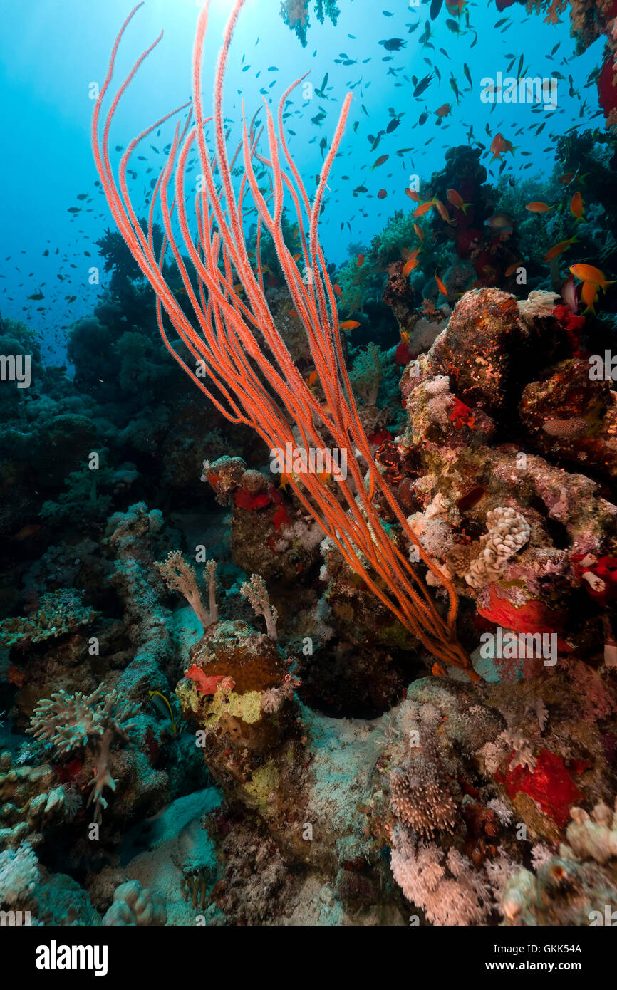 Red cluster whip and tropical reef in the Red Sea Stock Photo - Alamy