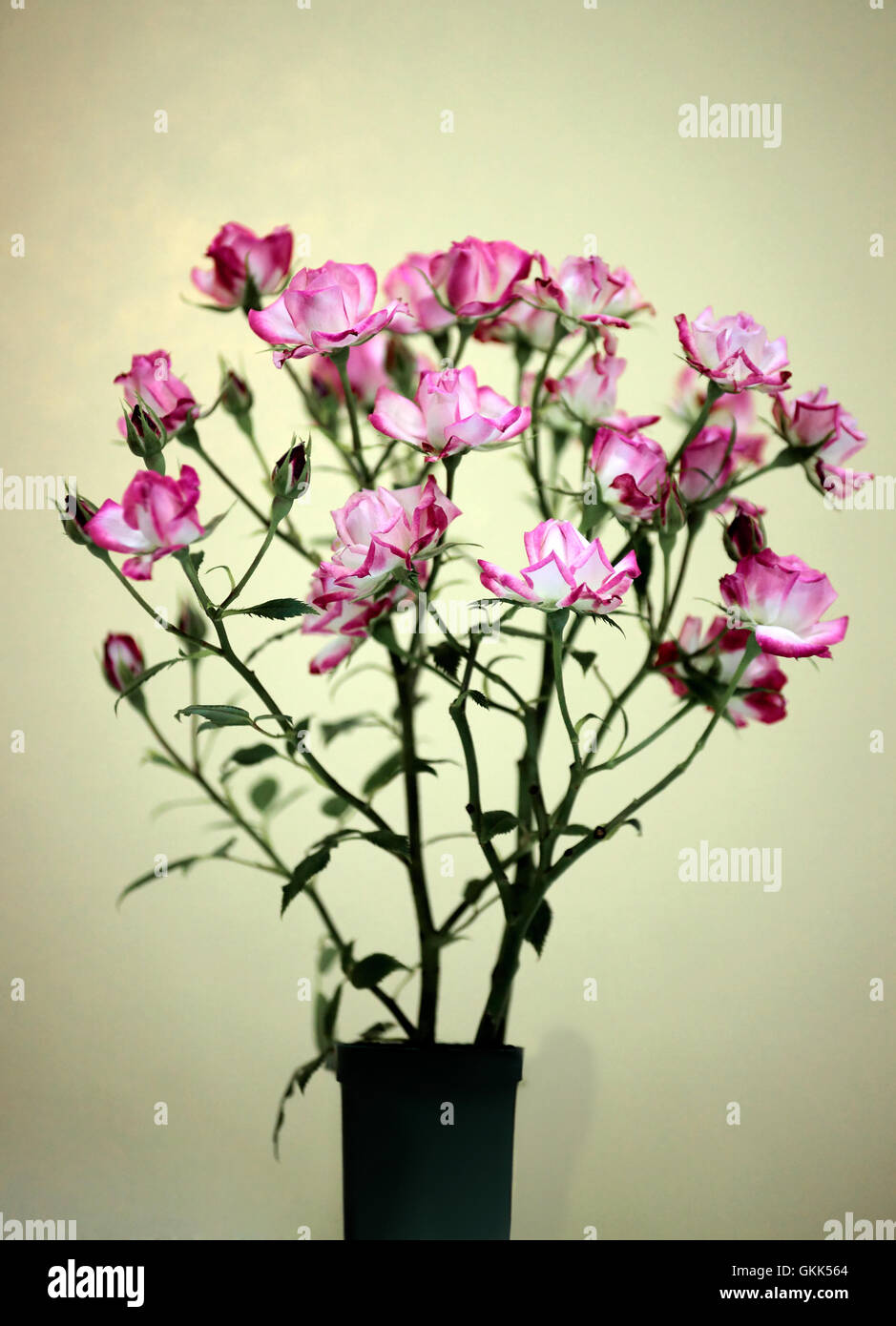 Picotee rose in bloom Stock Photo - Alamy