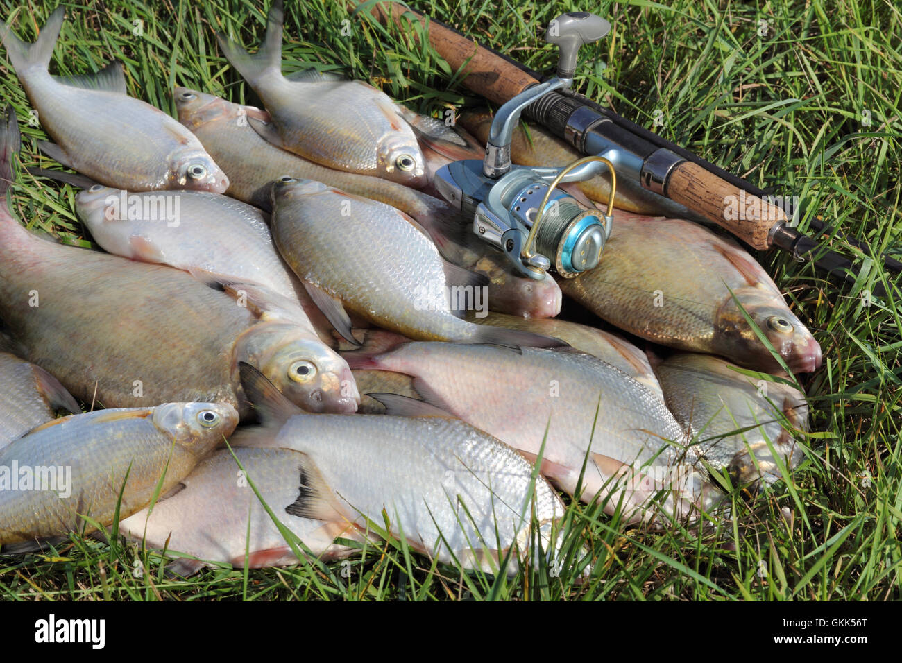 Bream Scales High Resolution Stock Photography and Images - Alamy