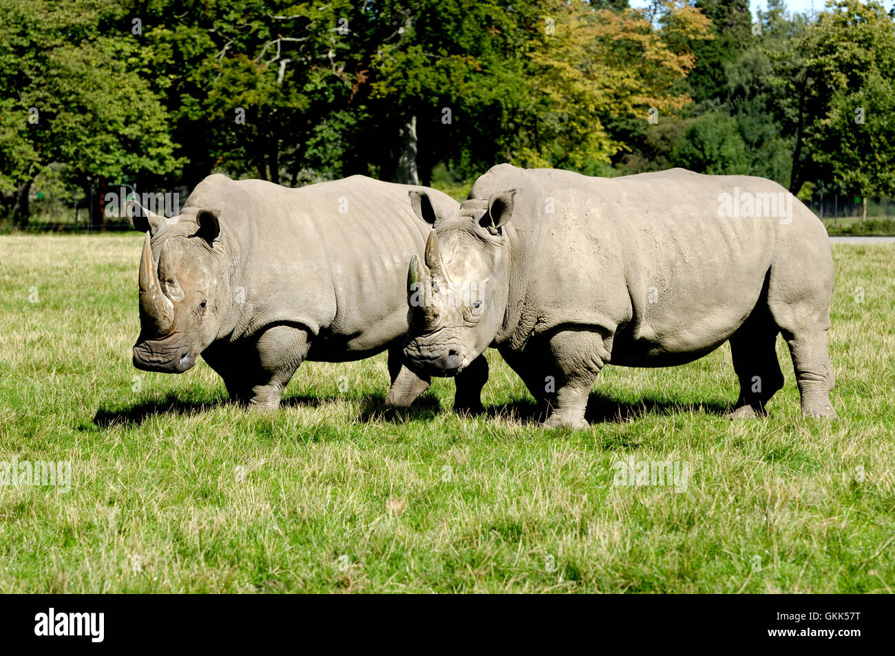 Rhino color hi-res stock photography and images - Alamy