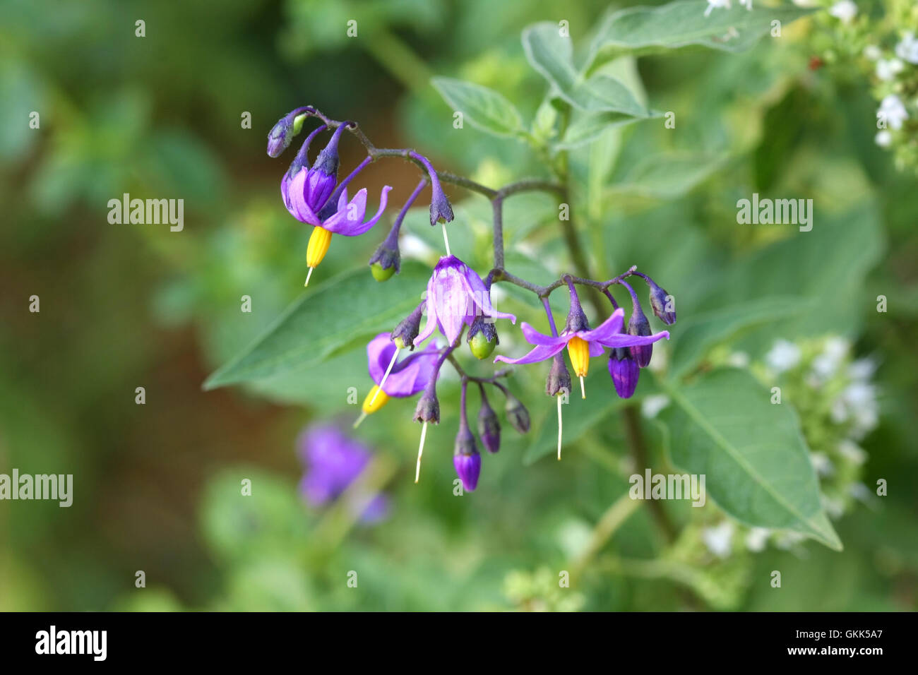 Evening Nightshade flower Stock Photo - Alamy