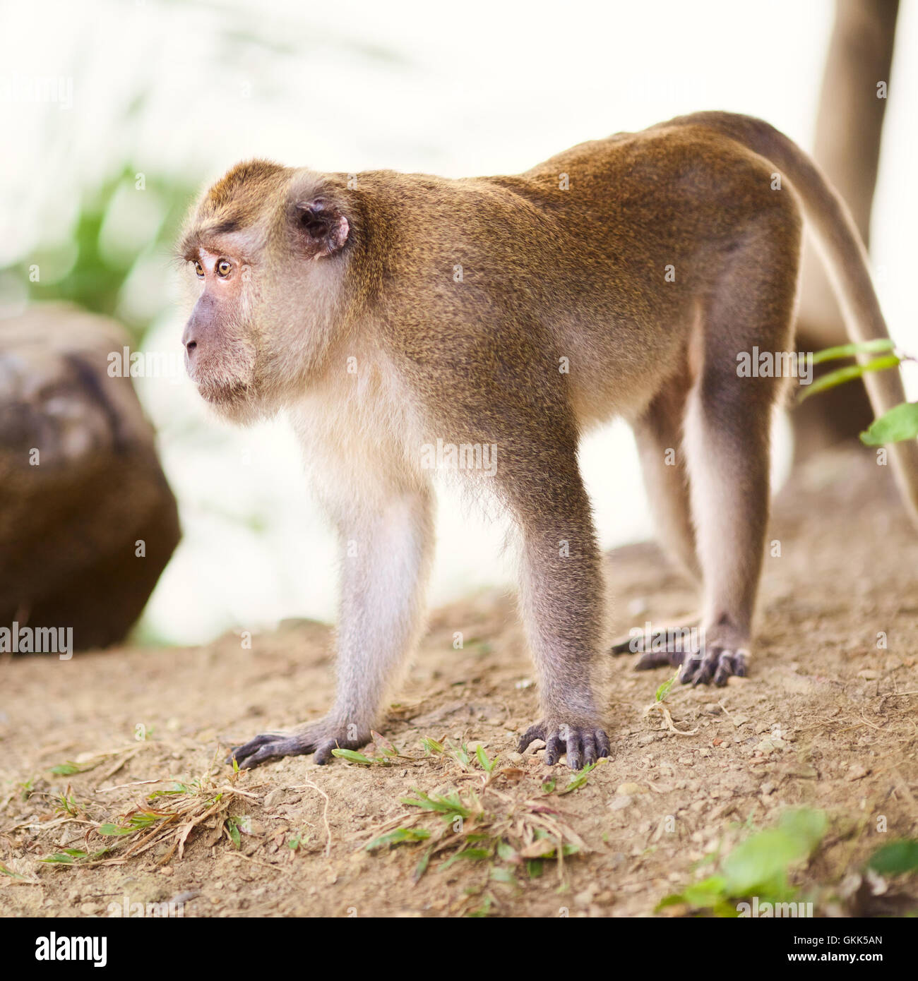 Rhesus macaque walking hi-res stock photography and images - Alamy
