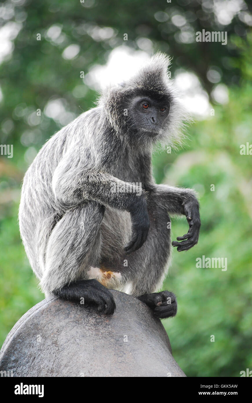 Portrait silver leaf monkey hi-res stock photography and images - Alamy