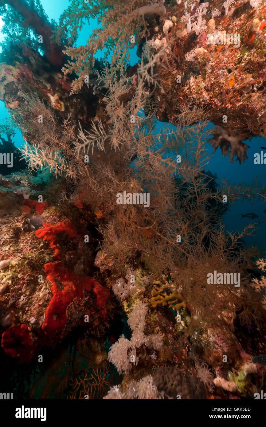 Tropical underwater scenery in the Red Sea Stock Photo - Alamy