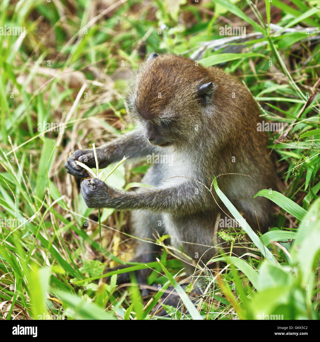 Infant rhesus monkey macaca mulatta hi-res stock photography and images ...