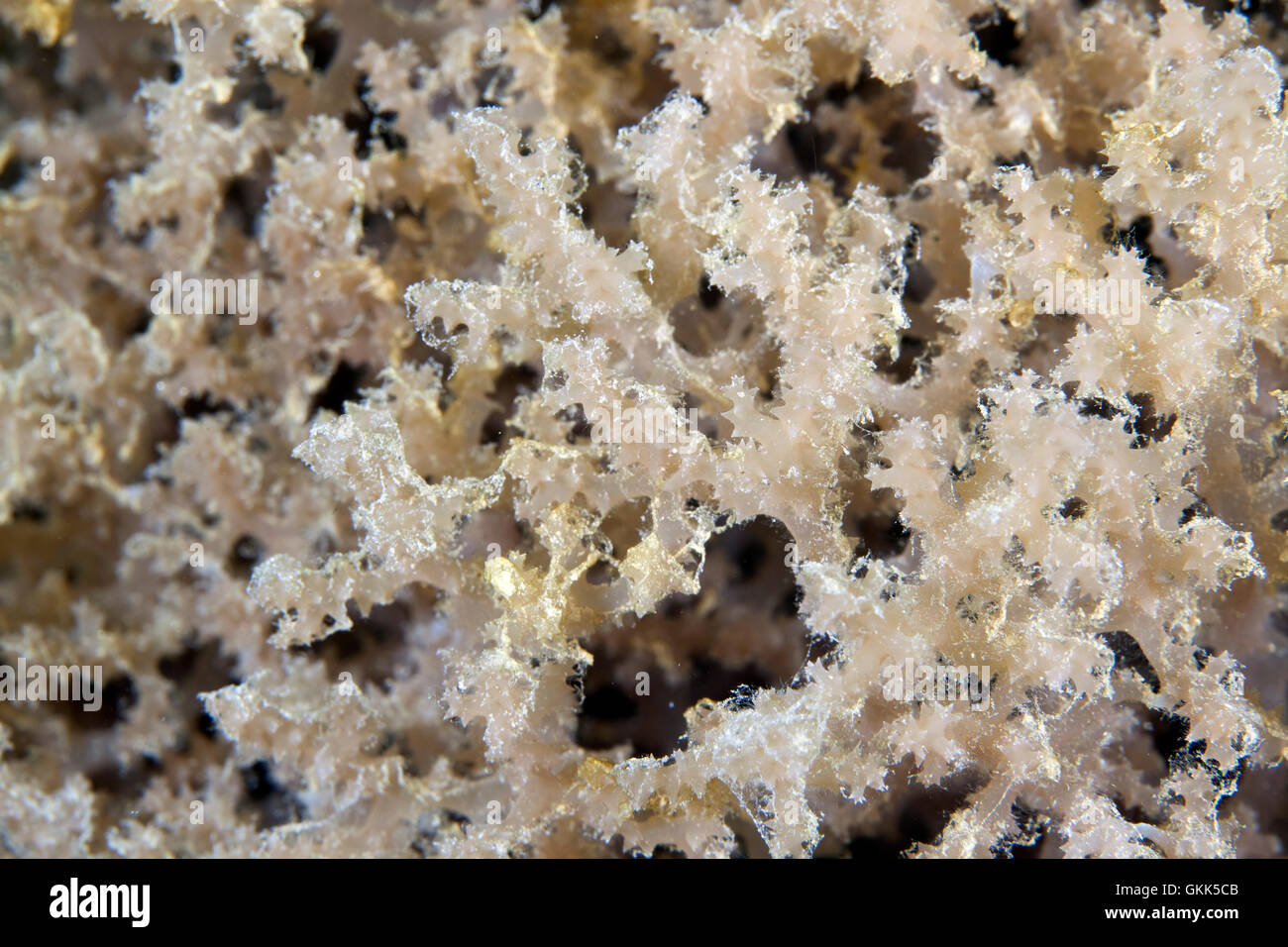 Coral texture in the Red Sea Stock Photo - Alamy