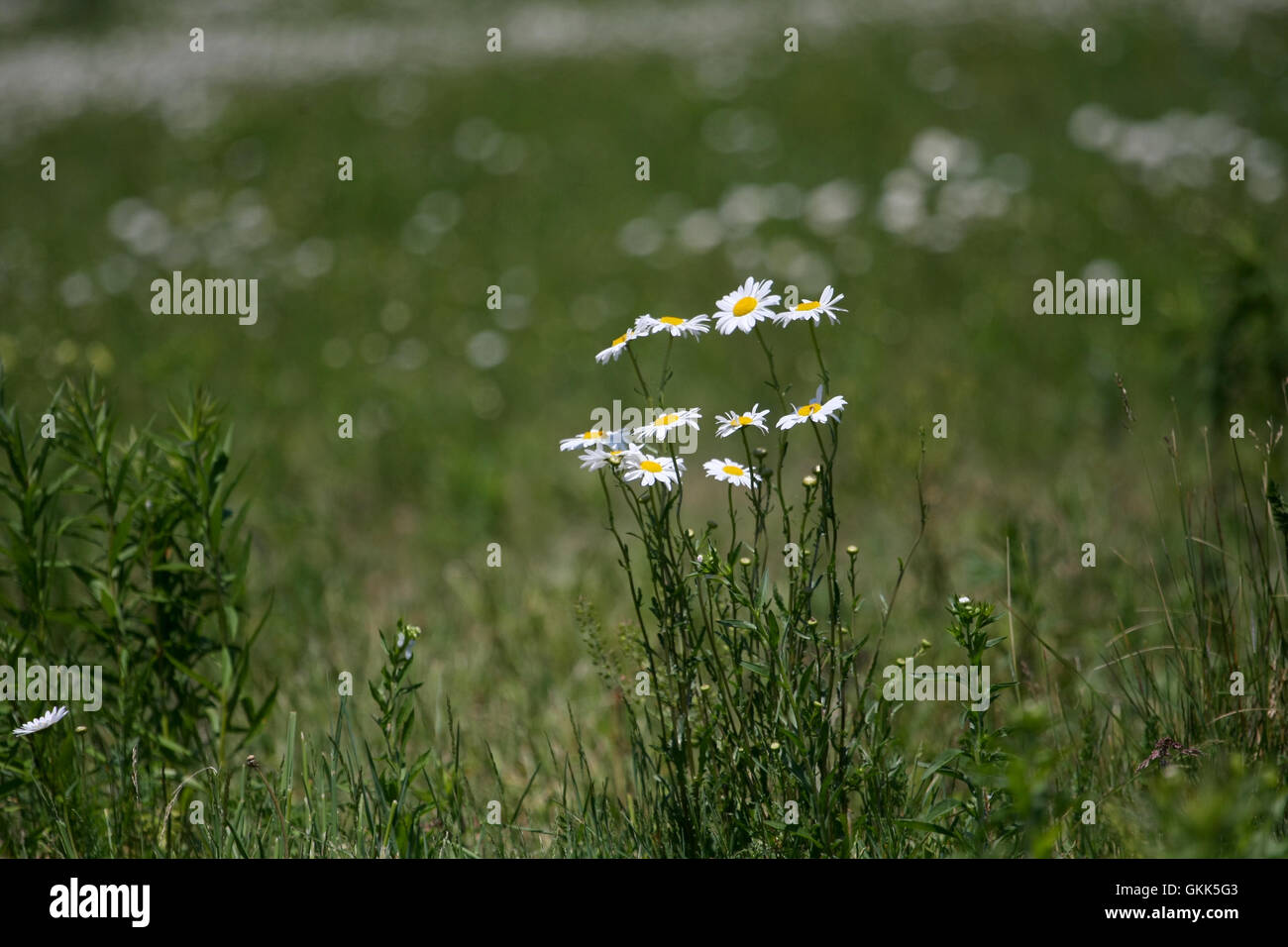 Ox-Eyed Daisy flower Stock Photo - Alamy