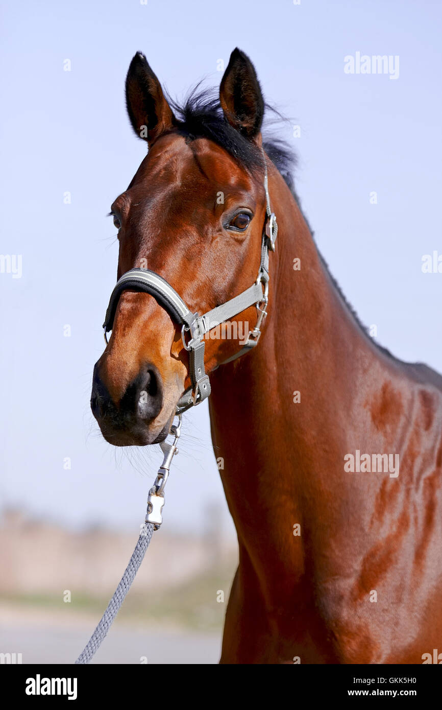 The portrait is more red than a horse Stock Photo - Alamy