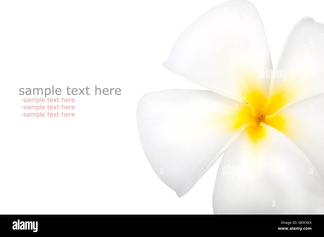 frangipani with isolated white background Stock Photo - Alamy