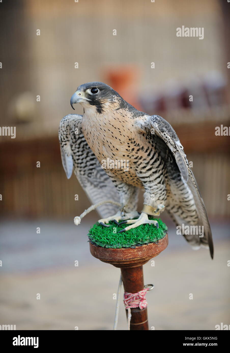 arab falcon bird Stock Photo - Alamy