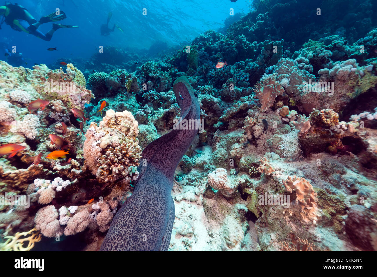 Giant moray and tropical reef in the Red Sea Stock Photo - Alamy