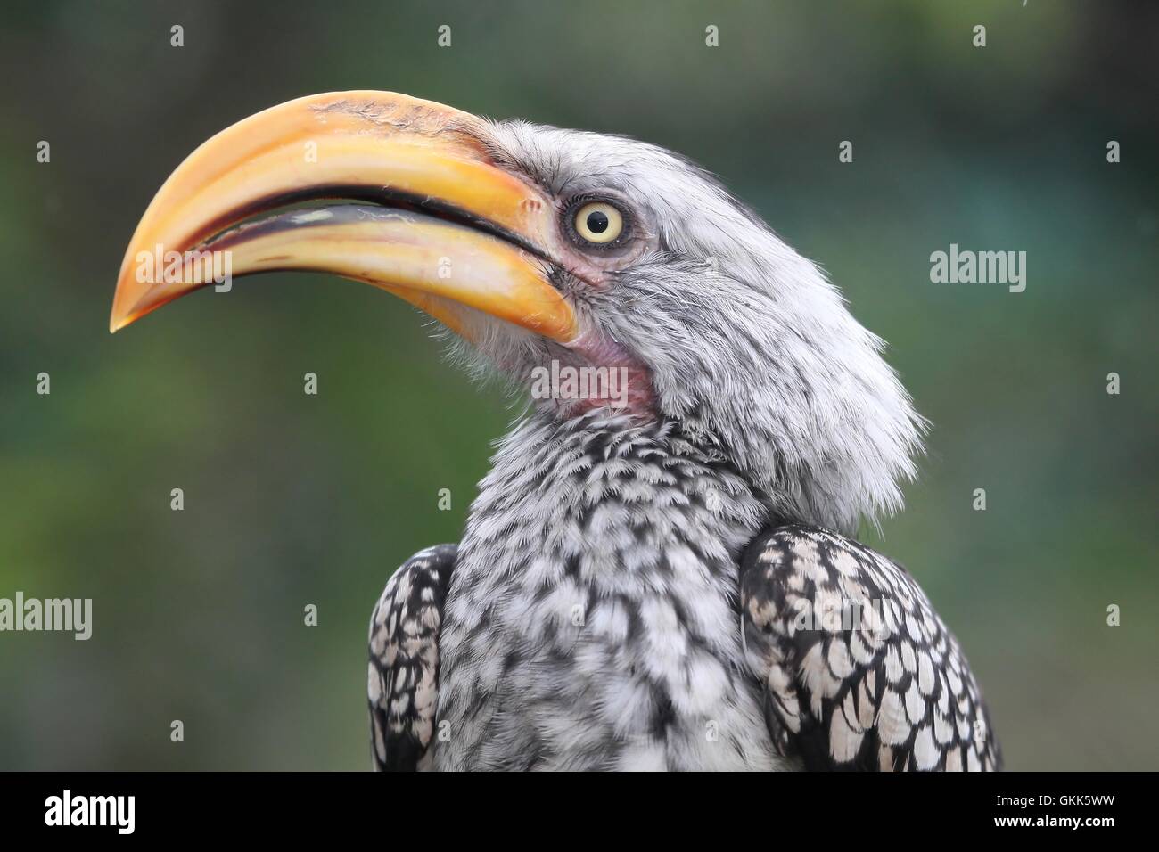 Enormous bird hi-res stock photography and images - Alamy