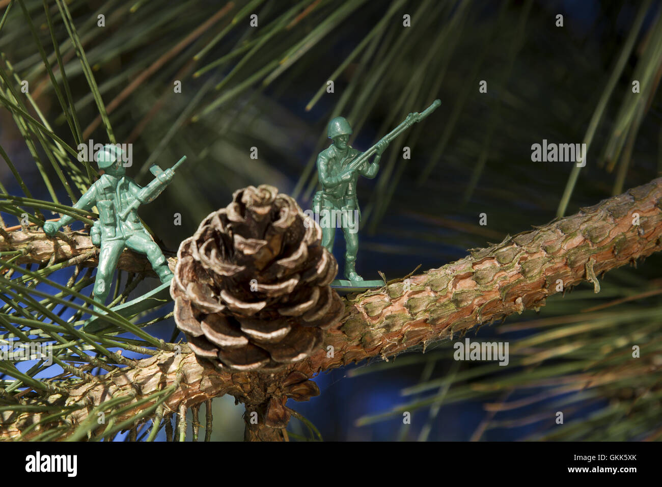 Fighting for the tree Stock Photo - Alamy