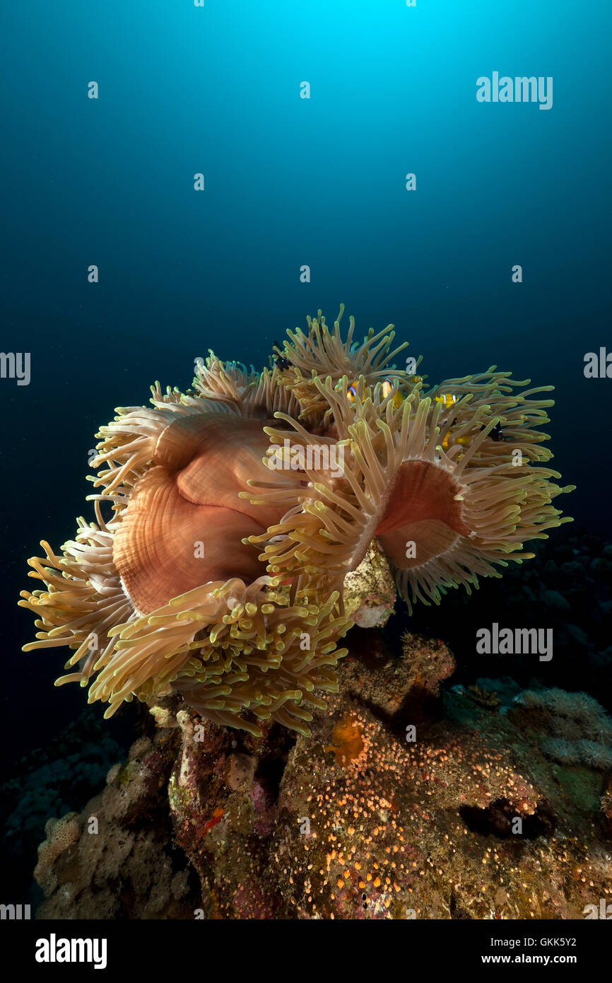 Magnificent anemone (heteractis magnifica) in the Red Sea Stock Photo ...